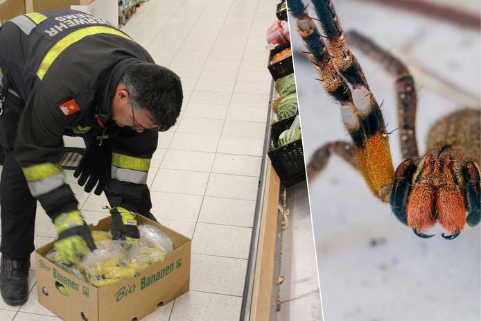 Dodelijke bananenspin zet Oostenrijkse supermarkt in rep en roer: beet ...