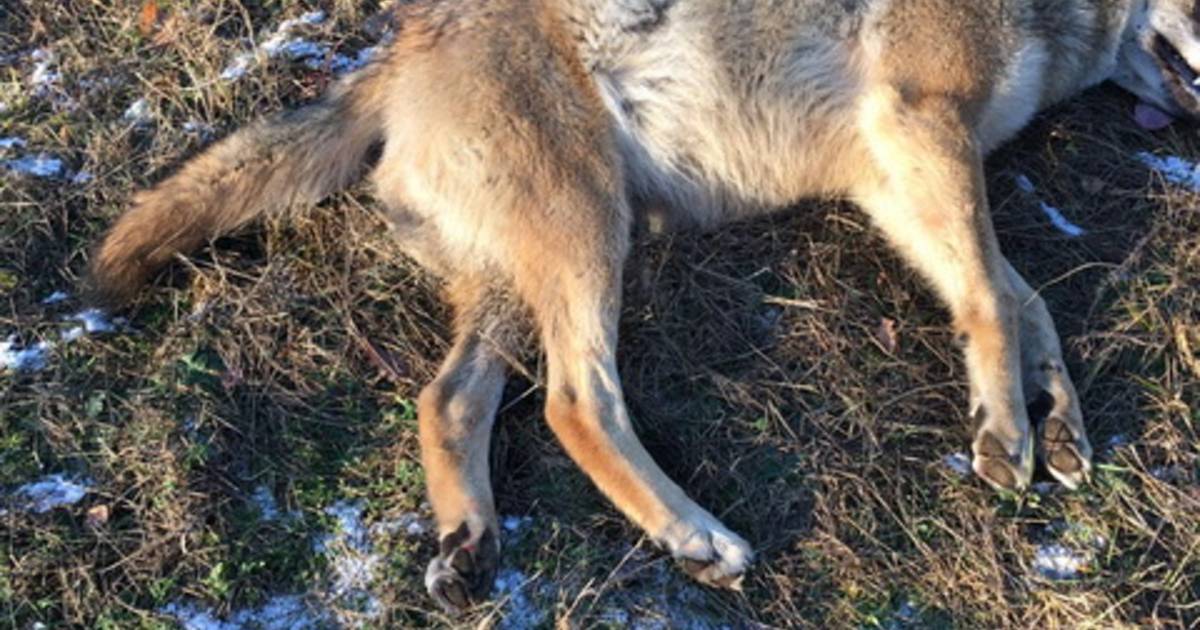 Twentse jager schiet wolf dood: ‘Ik kon toch niet toezien hoe de honden ...