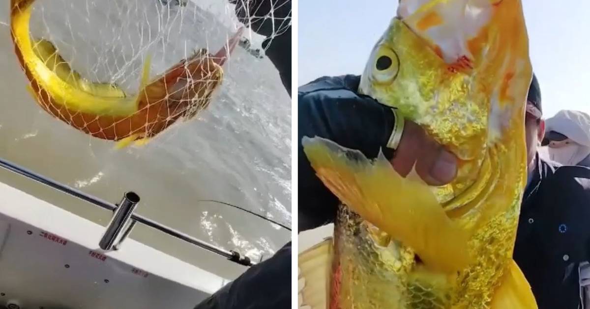Un pêcheur attrape un poisson rare d'une valeur de plusieurs milliers d ...