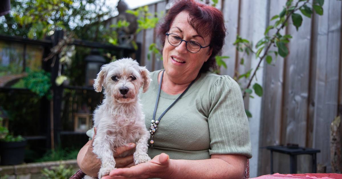 Doodziek hondje Tica na dagenlange vermissing in België teruggevonden ...
