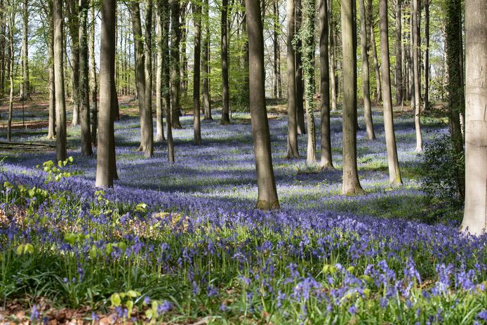 Daar is de lente: in deze 8 bossen in de Denderstreek en Vlaamse ...