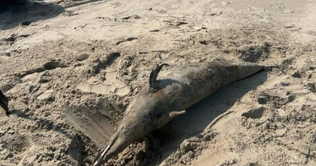 Dode dolfijn aangespoeld op strand Domburg | Veere | pzc.nl