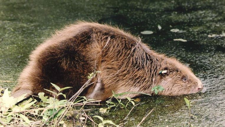 Bever uitgezet in Groningen, en direct doodgereden | De Volkskrant
