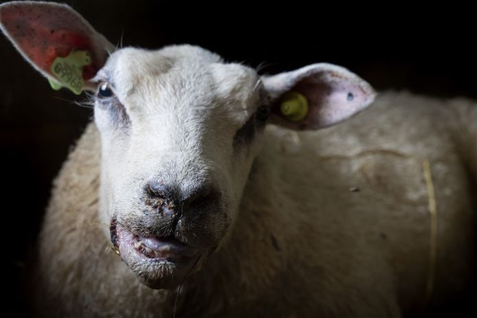 Dit is waarom schapen met het gevreesde virus een blauwe tong krijgen ...