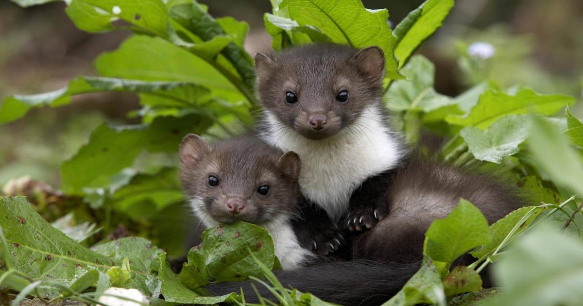 Koppel steenmarters gespot nabij Astridpark: “Het zijn beschermde ...