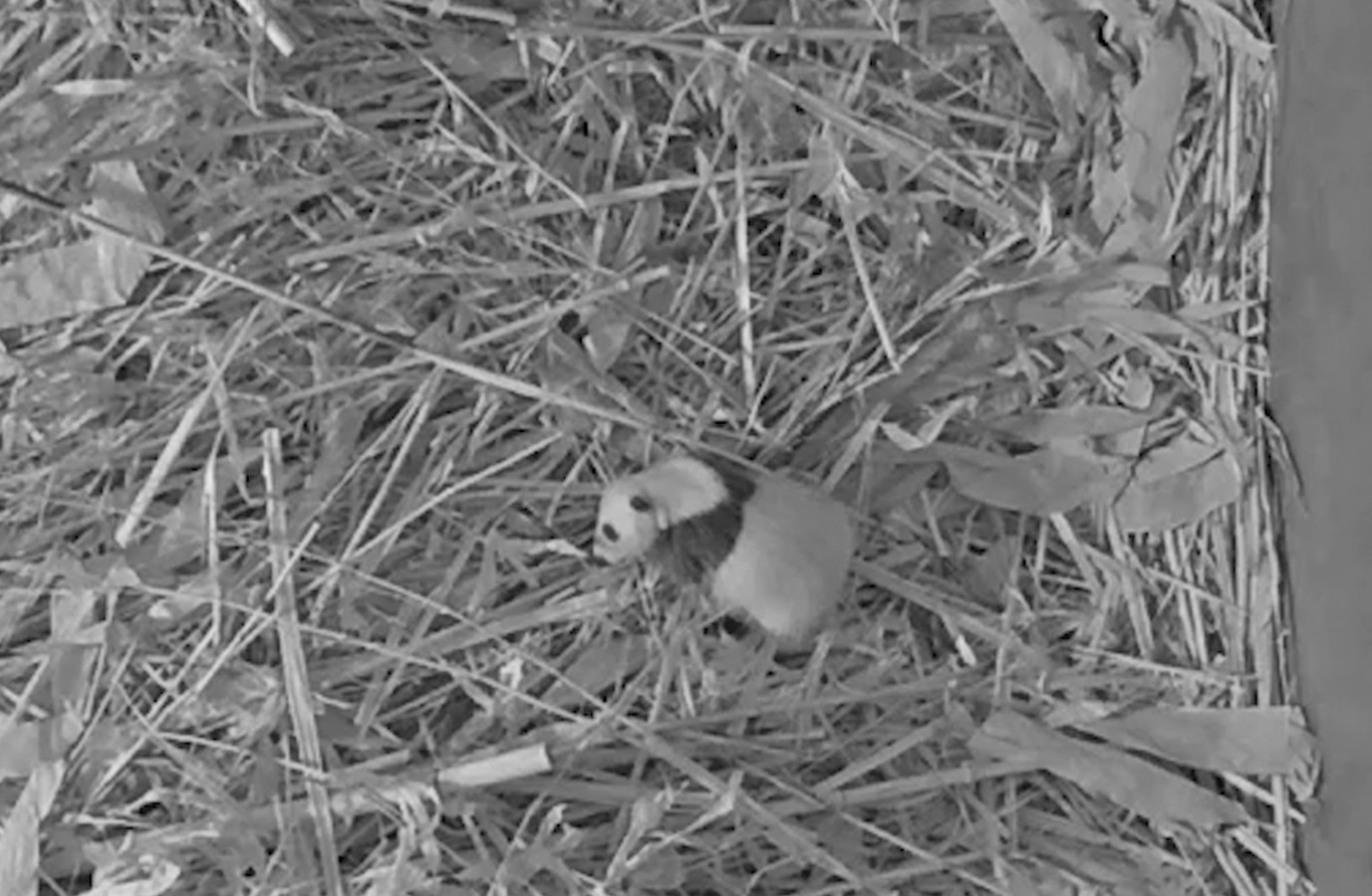 Babypanda is een maand oud en ‘lijkt nu al op een reuzenpanda’ | Foto ...