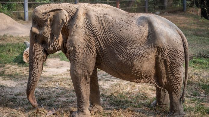 Dit is wat jaren van toeristenritjes doen met een olifant | Dieren | hln.be