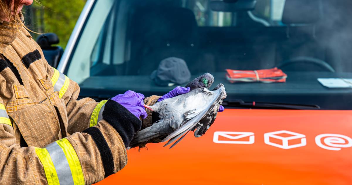 Onfortuinlijke duif botst op PostNL-busje en komt vast te zitten ...