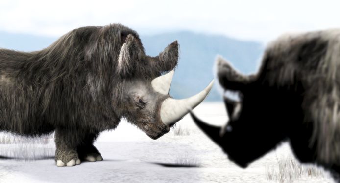 Meer dan 32.000 jaar oude wolharige neushoorn ontdekt onder laag ijs ...