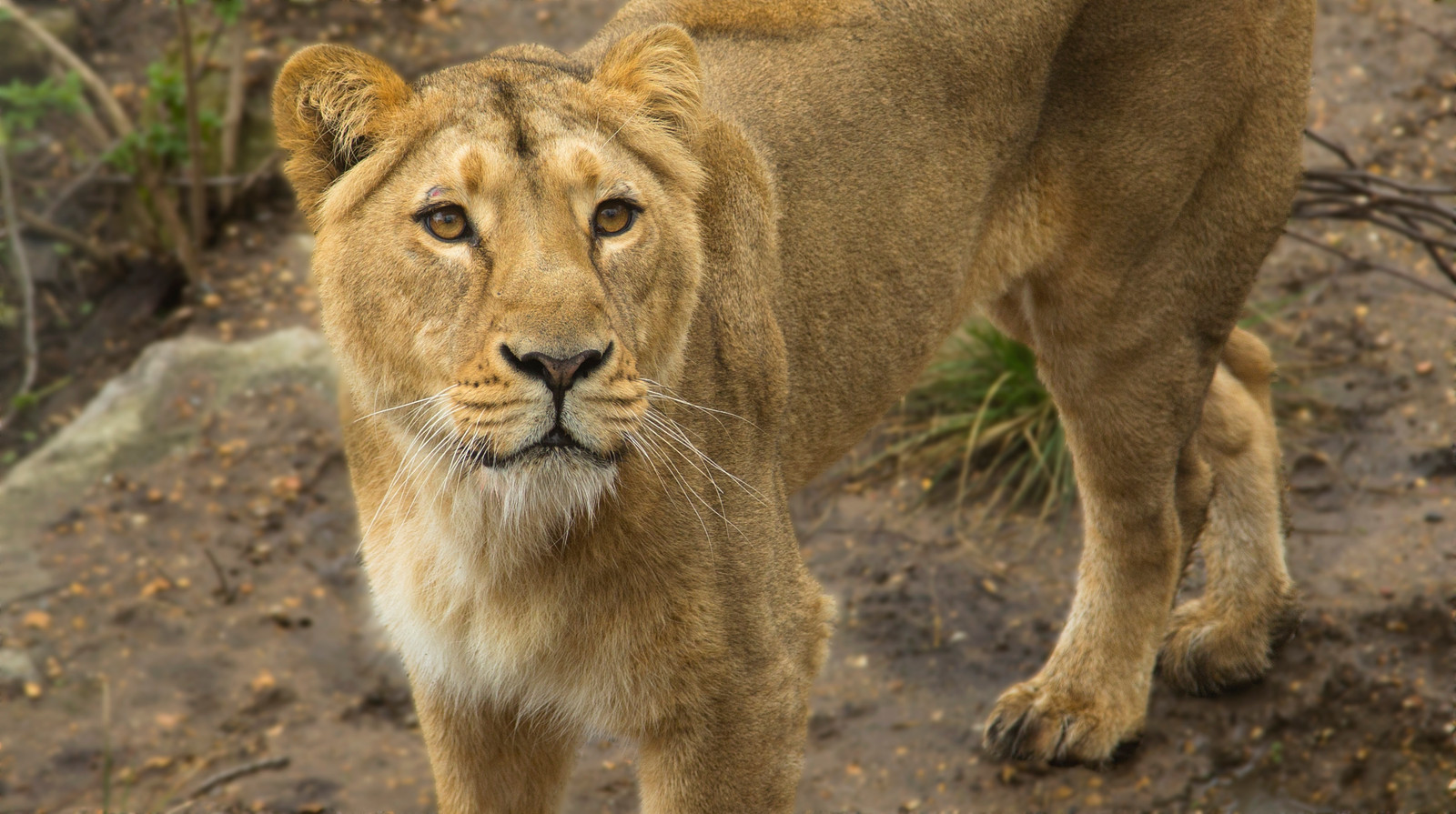 Leeuwin in Berlijn houdt gemoederen bezig: ‘Voor je het weet, sta je ...