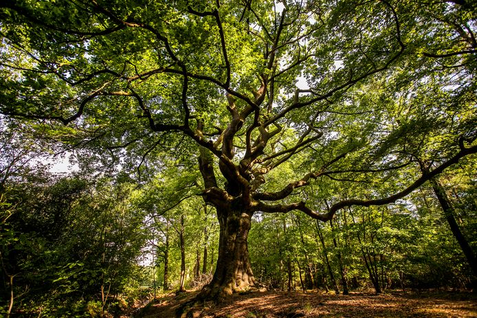 Bladel wil met ’de vijf’ meer toeristen trekken: ‘Ik hoop dat het velen ...