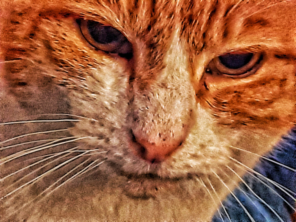 Dit zijn jullie inzendingen van de leukste katten op Wereldkattendag 2023 | Foto | AD.nl