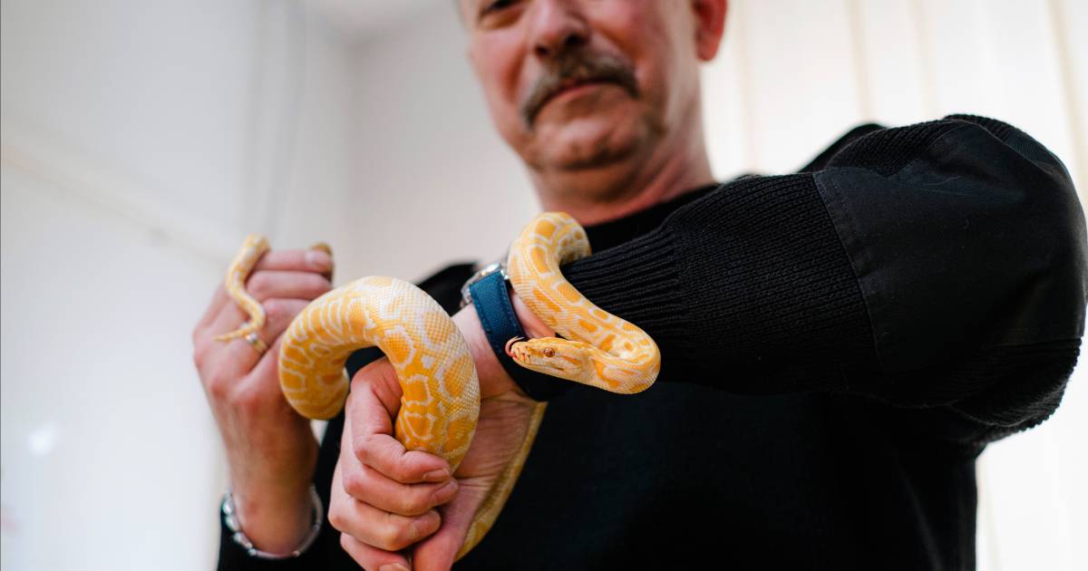 Wat moet je doen als er plots een slang in je slaapkamer ligt? ‘Ze zijn ...