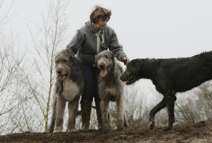 Ruwe bolster, blanke pit | Oss e.o. | bd.nl