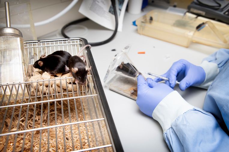In dit proefdiercentrum werken ze met man en muis aan één vaccin tegen ...