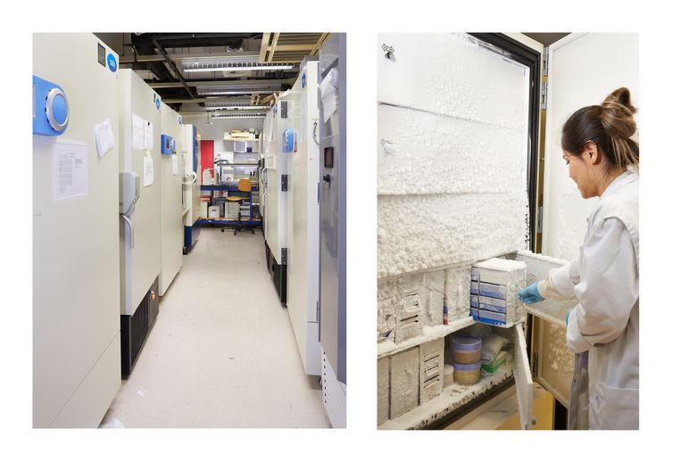 Kanker bestrijden met een virus uit de poep van apen: het Erasmus MC ...