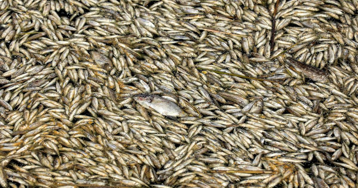 Des “tonnes” de poissons morts échoués sur les bords d’une rivière en ...
