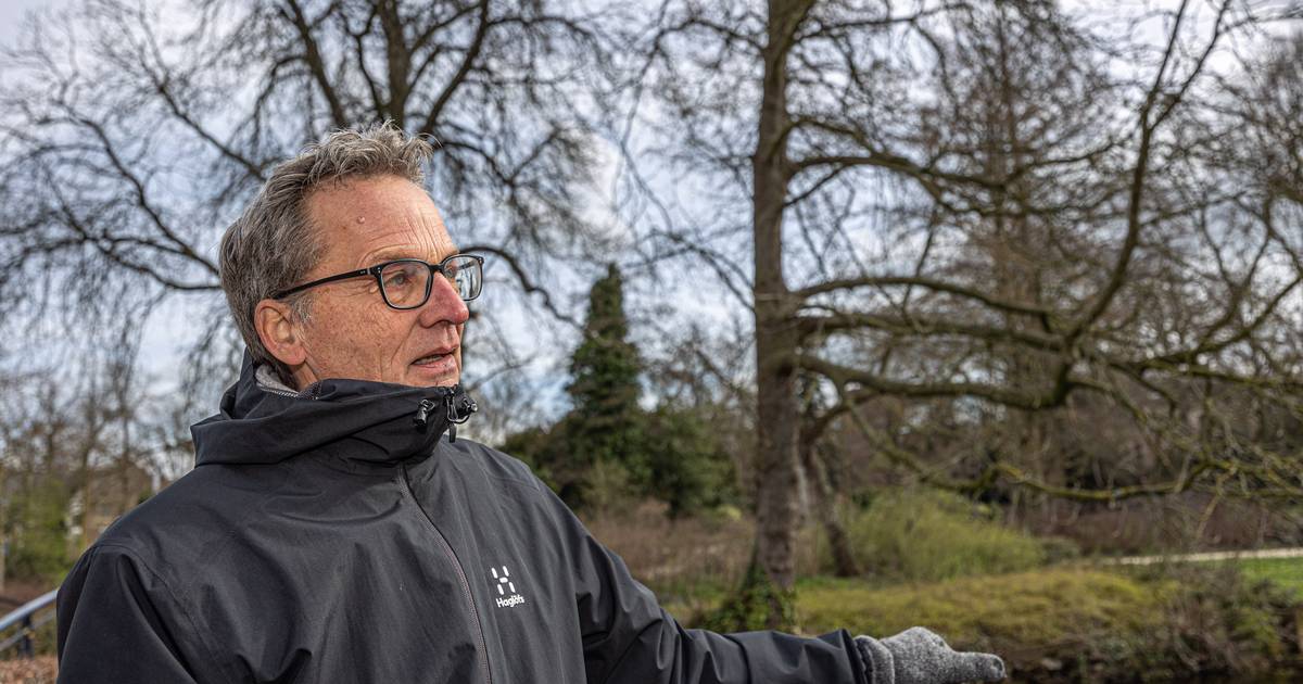 Waarom Zwolle steeds meer bijzondere mediterrane bomen heeft: ‘Dit ... Waarom Zwolle steeds meer bijzondere mediterrane bomen heeft: ‘Dit ...