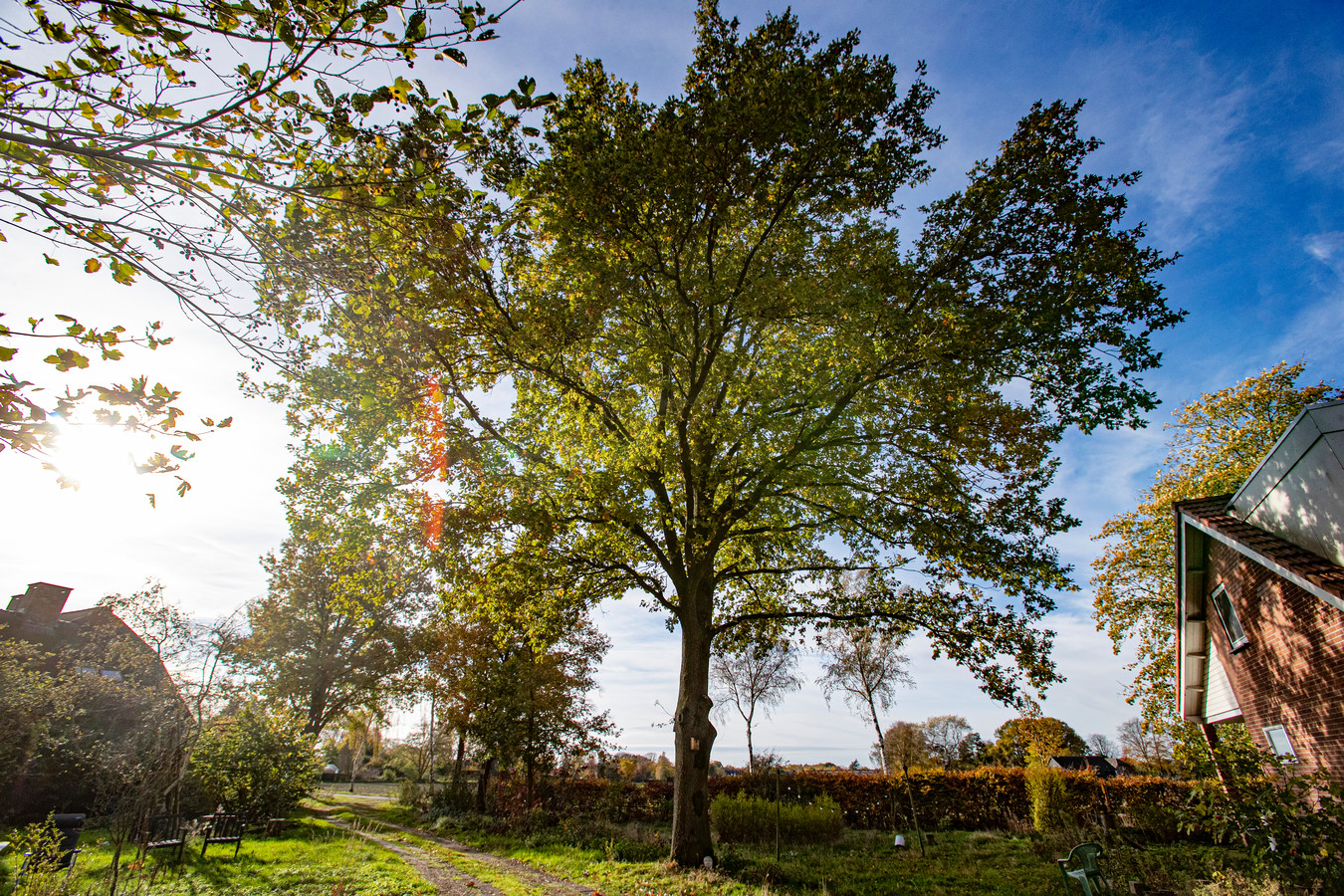 Dit is waarom veel bomen nog groen zijn en vol blad zitten | Foto | AD.nl