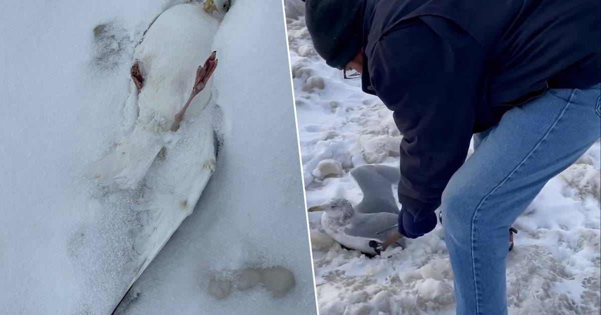 IJskoude temperaturen in Amerikaanse Buffalo zorgen voor ongeziene ...