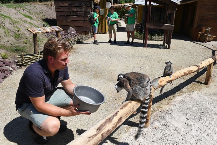 Halfapen en fossa's zijn de nieuwe publiekstrekkers van ZooParc ...