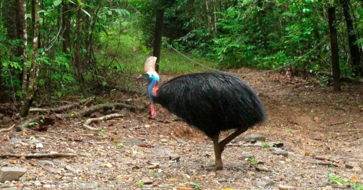 Zeldzame loopvogel zit al vijftig jaar alleen in Pakistaanse zoo: “Al ...