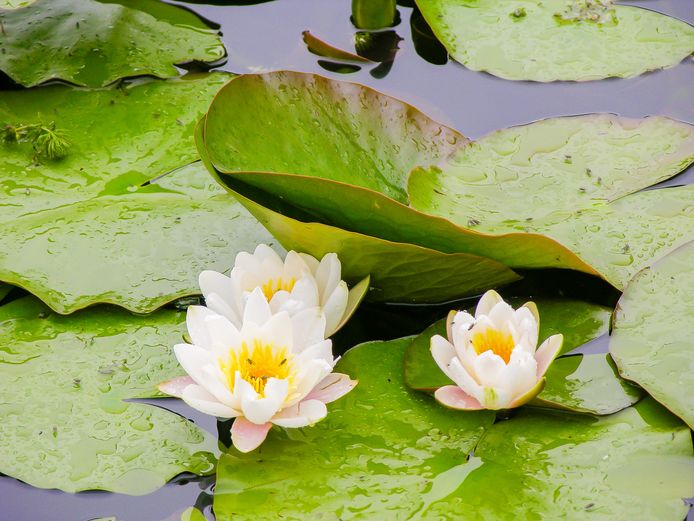 De witte waterlelie kan klokkijken | Natuurrubriek Gerrit Jansen ...