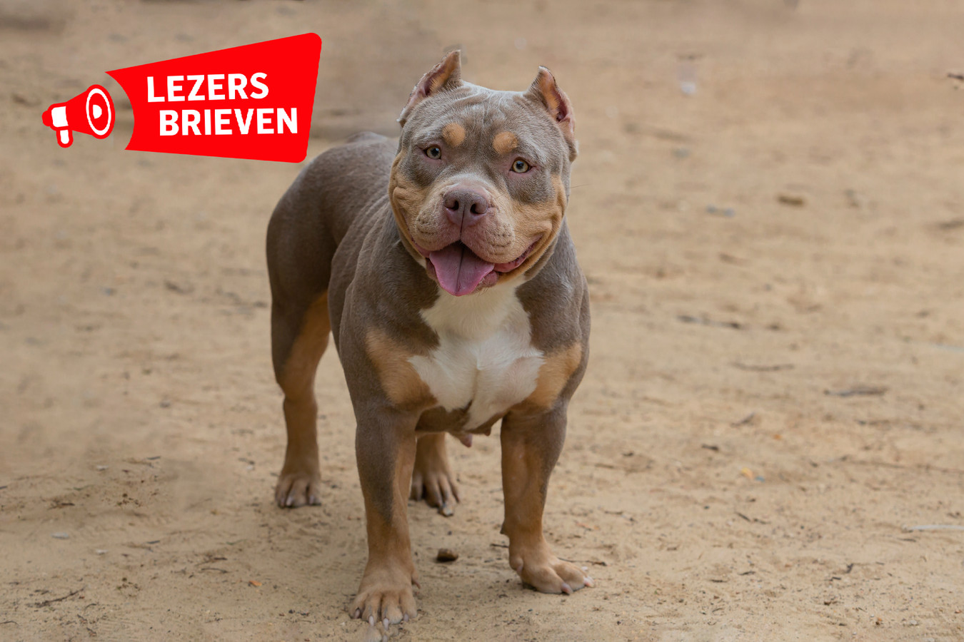 Reacties op Brits verbod op hond Bully XL: ‘Fokkers van dit soort ...