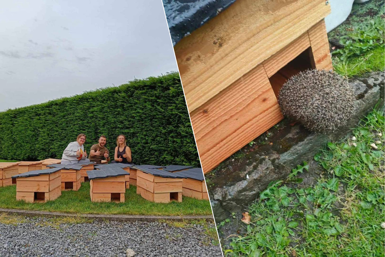 Studenten met een hart voor egels ontwerpen egelhuisje ‘HedgeHek’: “In ...