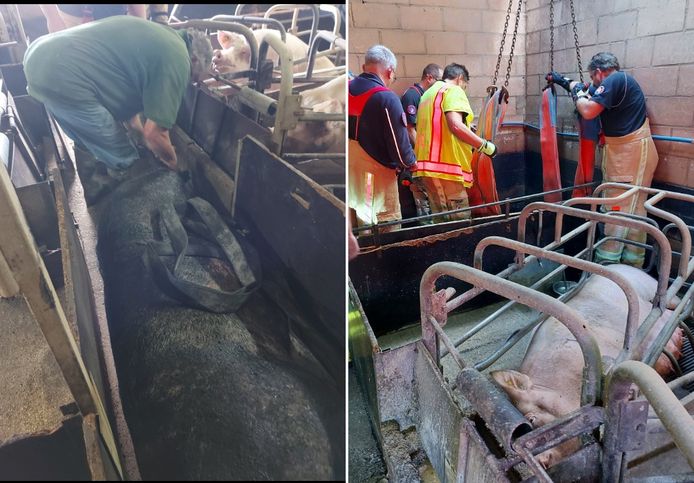 200 kilogram zware zeug met succes uit beerput getild | Tienen | hln.be