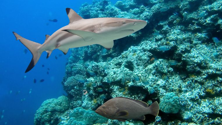 Sea Life Blankenberge krijgt drie nieuwe zwartpuntrifhaaien | Reizen | HLN