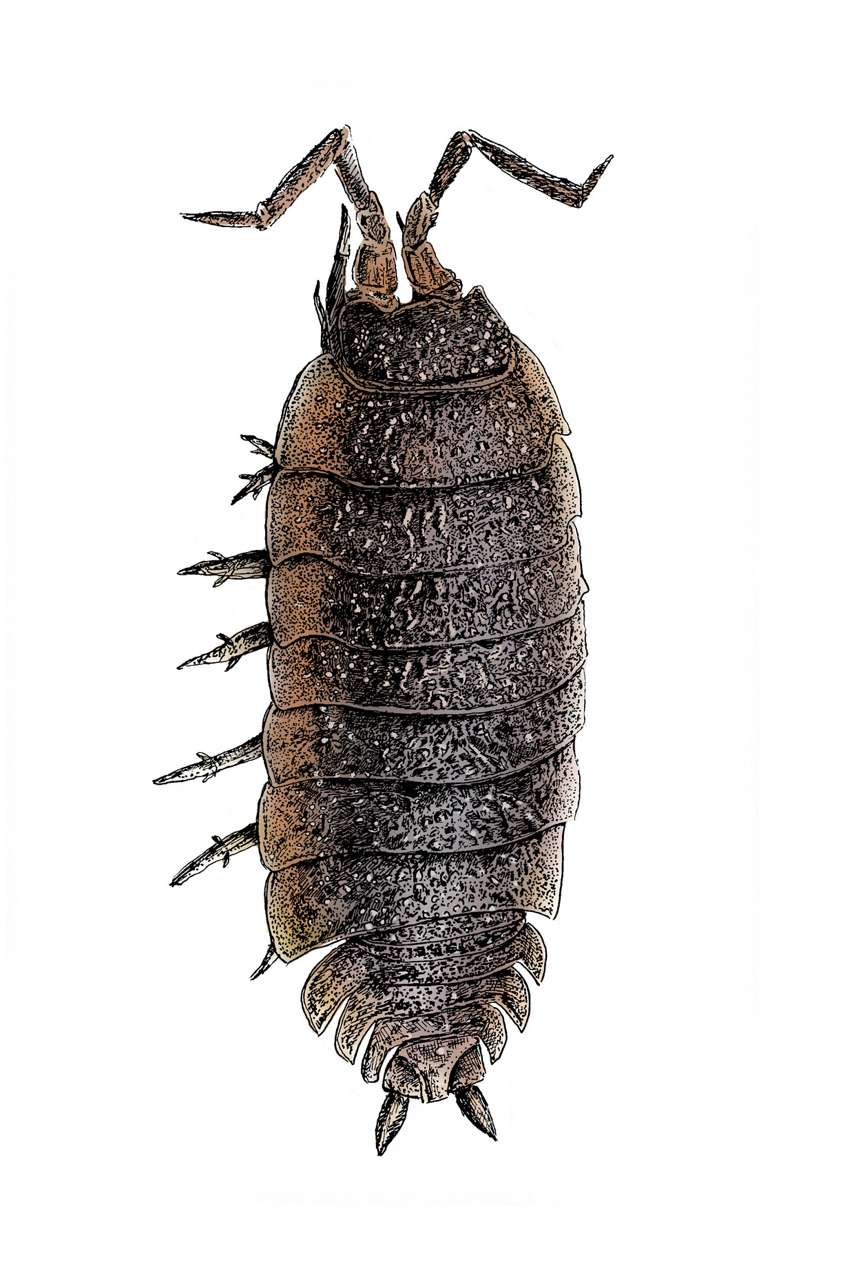 Ruim de bladeren in uw tuin niet op, dat doet de pissebed voor u