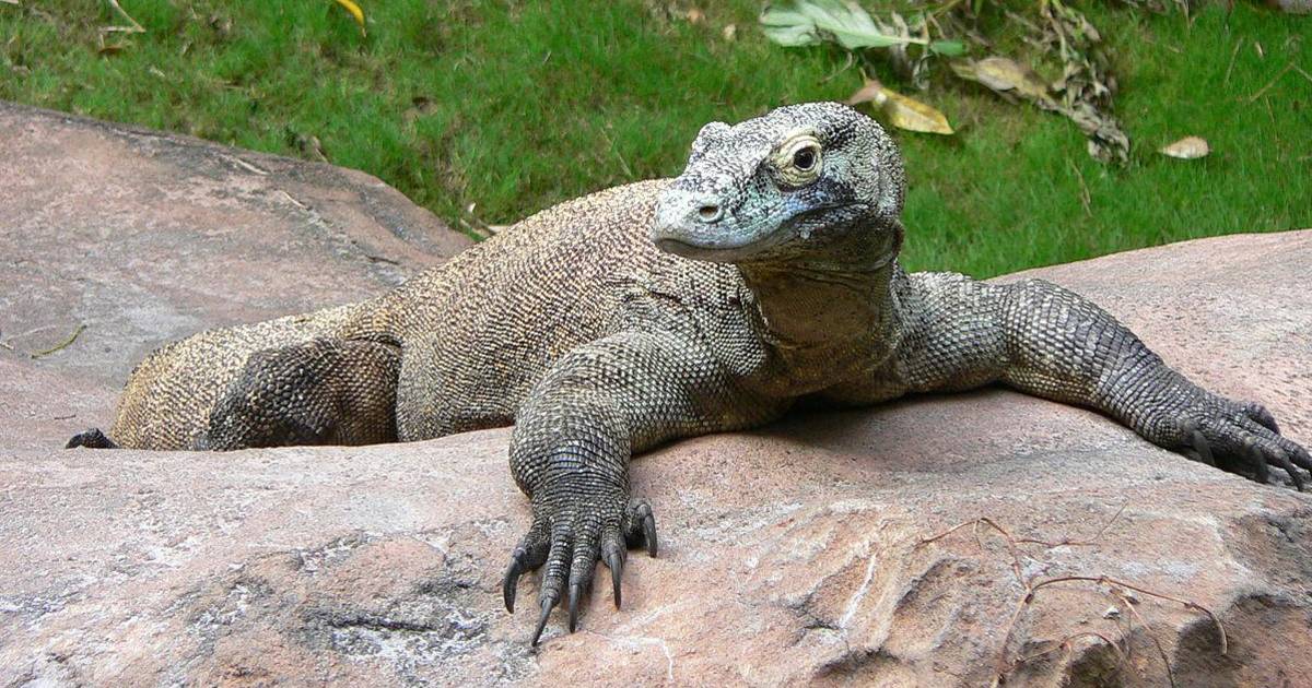 Komodovaraan valt toerist aan in Indonesië | Buitenland | hln.be