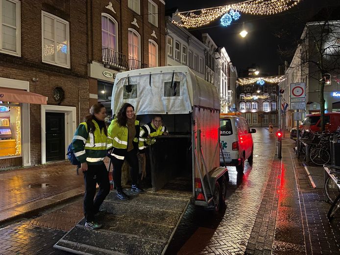 Dronken mannen laten paard achter op terras in centrum Den Bosch: ‘Niet de bedoeling, dat ...