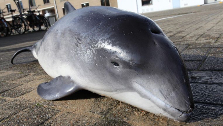 Natuurpunt wil bruinvissen tellen om sterfte af te remmen | De Morgen