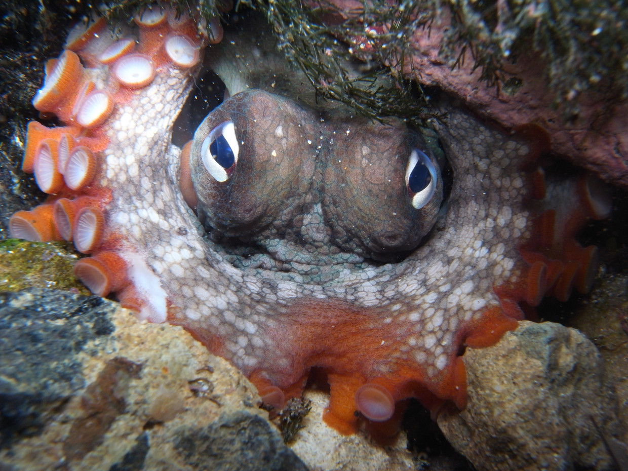 Woedende octopussen smijten ook weleens met dingen – en soms mikken ze ...