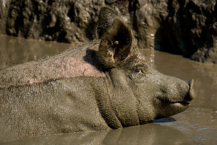 Vlees van gelukkige varkens van de bioboerderij in Buren | Buren ...