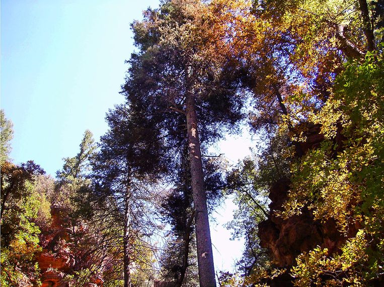 De droom van Lucas Westenberg eindigde in een ravijn | Het Parool