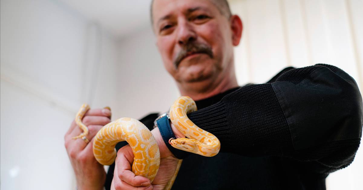 Zeldzame albino tijgerpython gewoon gedumpt op straat: ‘We stonden wel ...