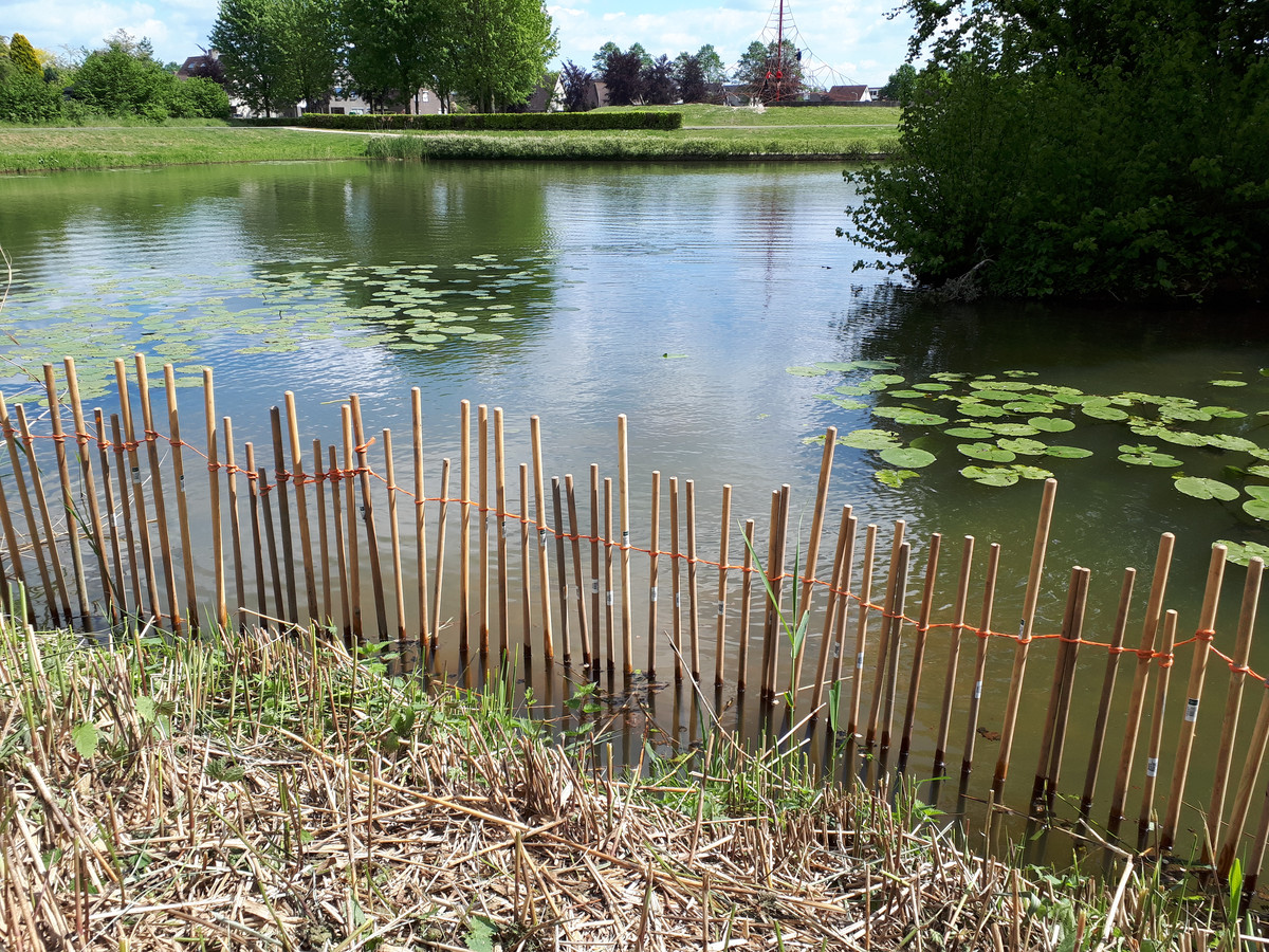 Ussen heeft nog minstens halfjaar bever als medebewoner in wijk | Foto ...
