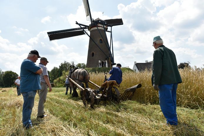 Winterrogge in Nuenen op ouderwetse wijze van het land gehaald: met ...
