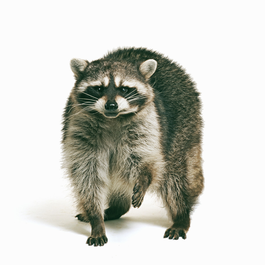 Fien (16) doet bijzondere ontdekking, nog geen 2 minuten van haar huis ...