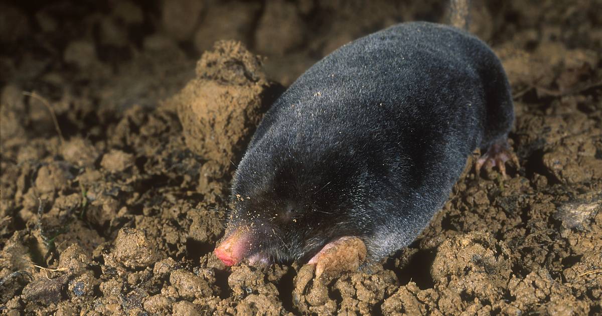Natuurpunt roept iedereen op mollen te spotten tijdens hun ...