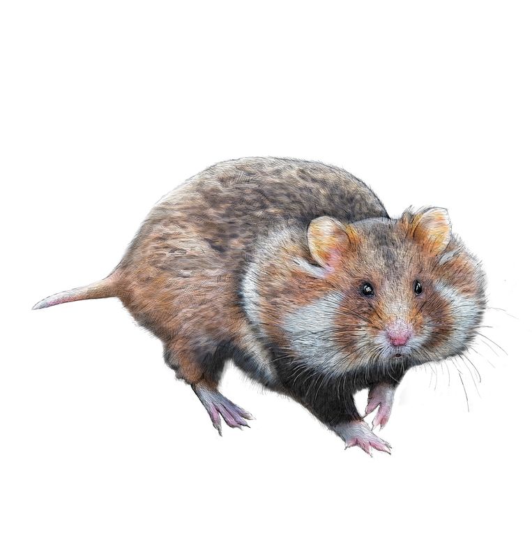 Nee, het is geen exclusief Nederlands trekje om de korenwolf voor ...