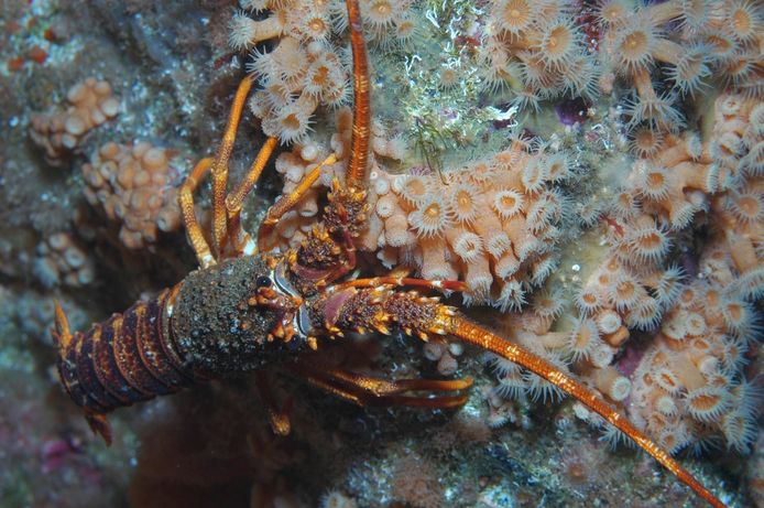 Blue Nature Alliance wil 18 miljoen vierkante kilometer oceaan ...