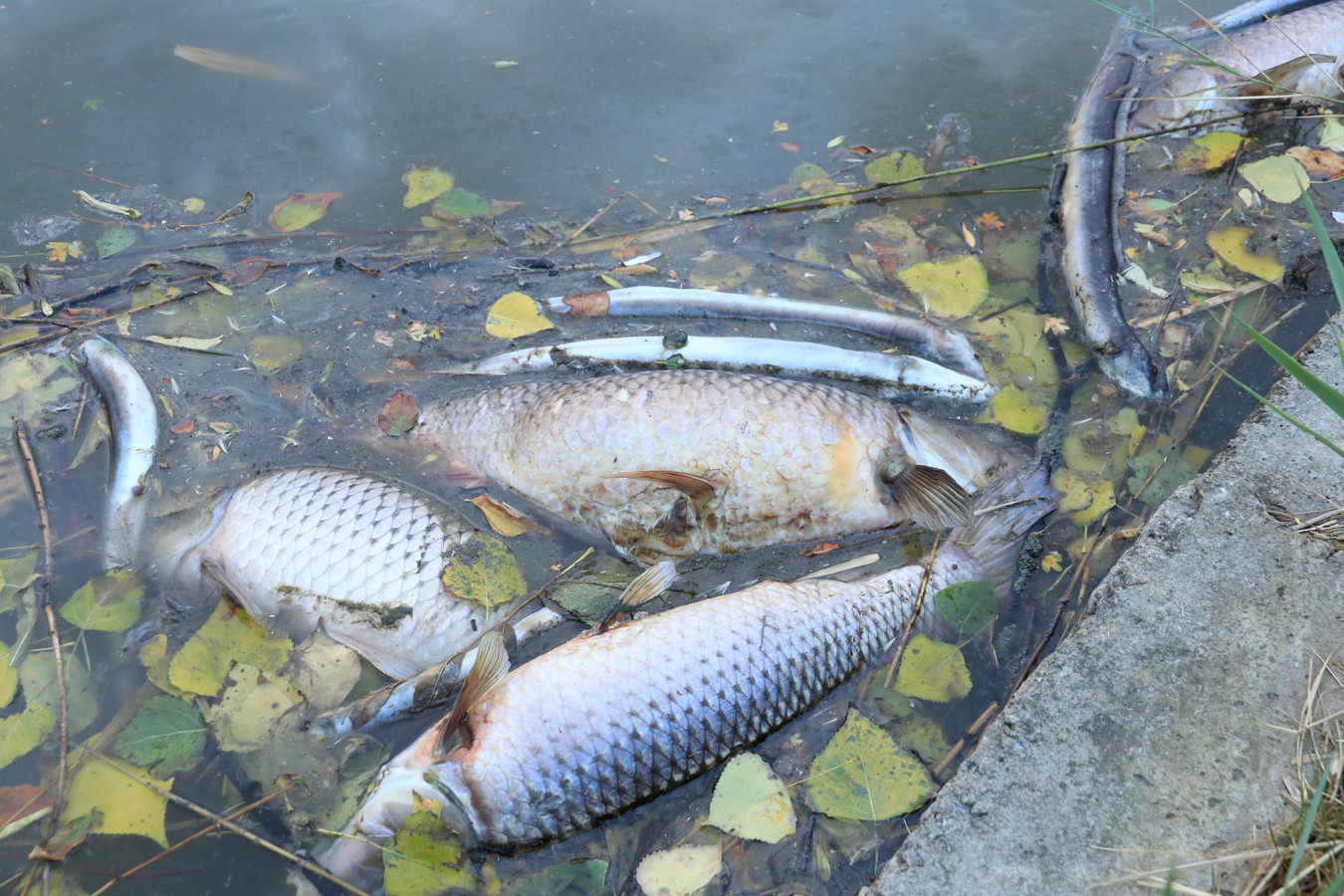 Veel meer dode vissen en eenden door de hitte, in Wallonië worden zelfs ...