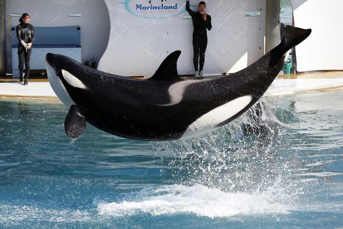 Opnieuw orka gestorven in berucht Frans dolfinarium: “Dieren sterven in ...