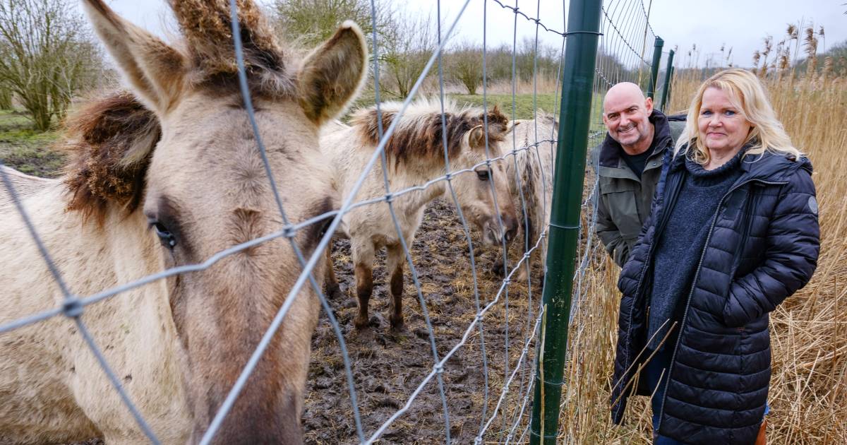 Woede om weghalen hooi voor hongerige grazers: ‘Activisten zijn geen ...
