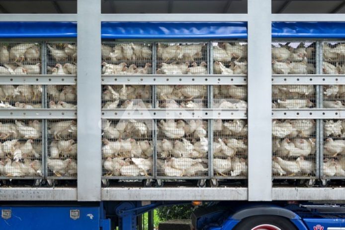 EU negeert Nederlands pleidooi voor verbod: omstreden diervervoer gaat ...