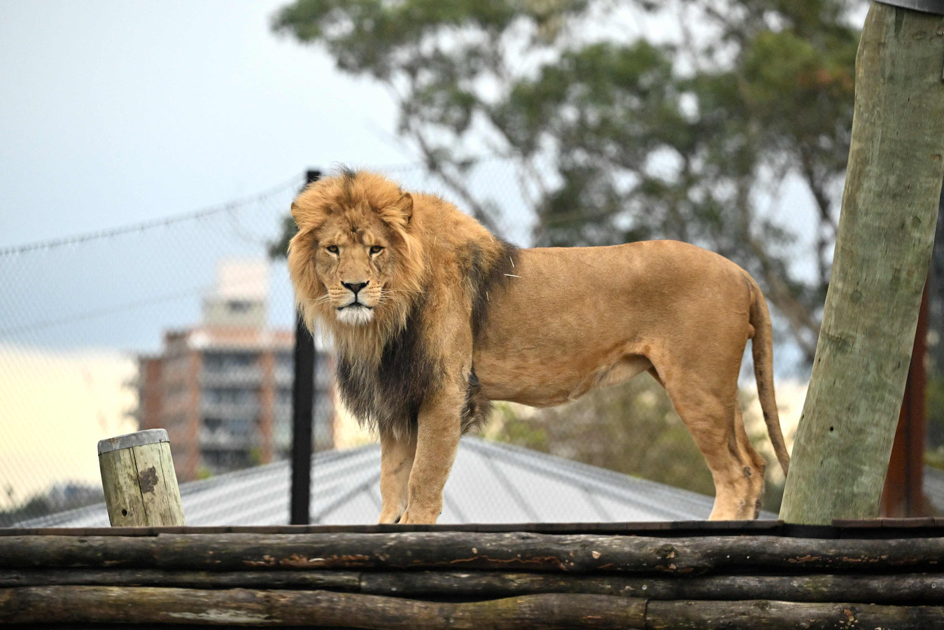 Leeuw doodt man die leeuwenverblijf dierentuin Ghana binnendringt ...